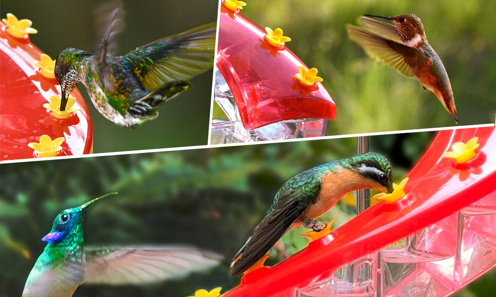 Sherem DNA Helix Hummingbird Feeder Review 2023 – 5 Best Comparison